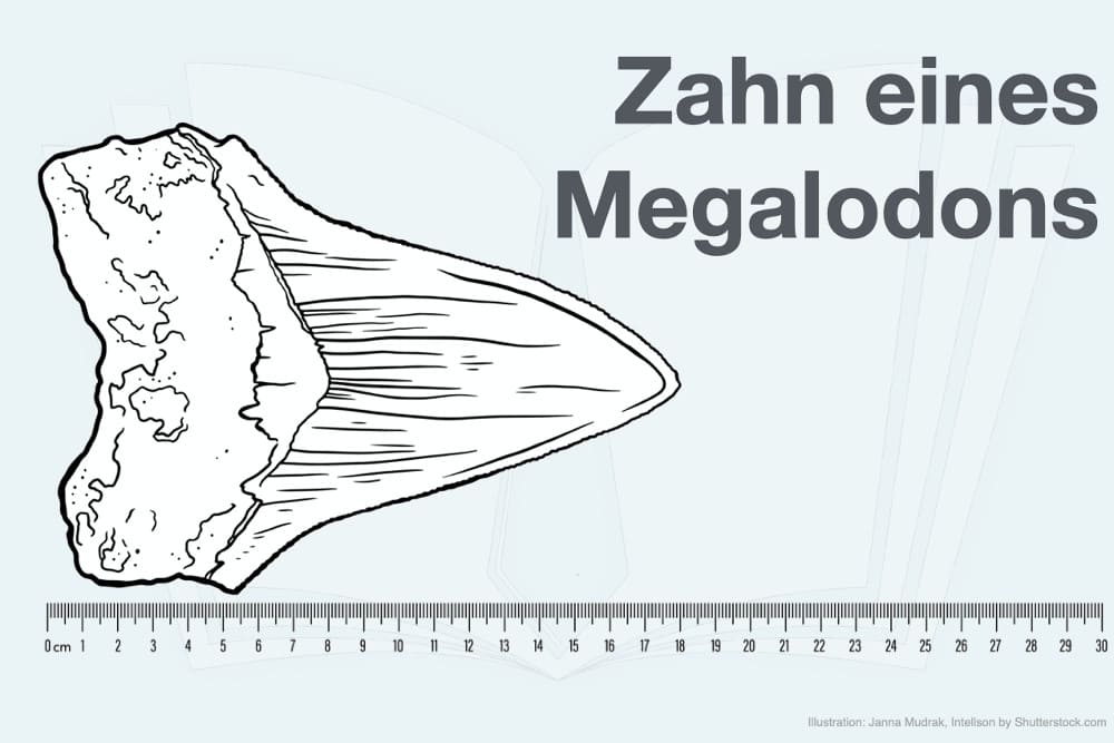 Megalodon: Größe, Gewicht, Nahrung und Sichtungen